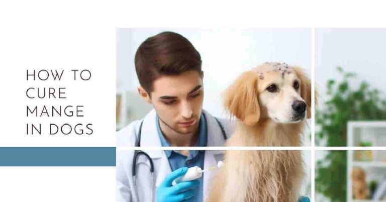 How To Cure Mange In Dogs: 5 Effective Home Remedies & Treatments