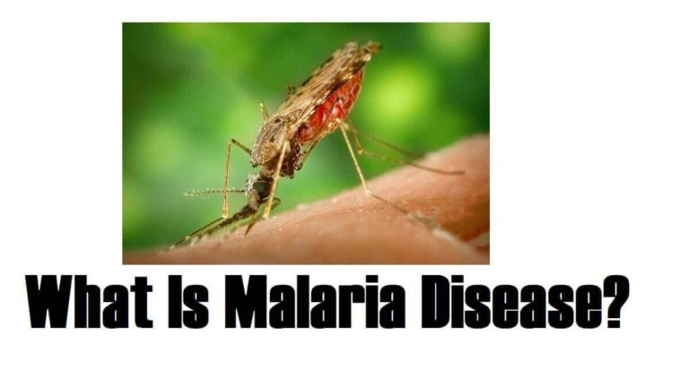 What Is Malaria Disease: Definition, 8 Symptoms, Causes, Risk Factors ...