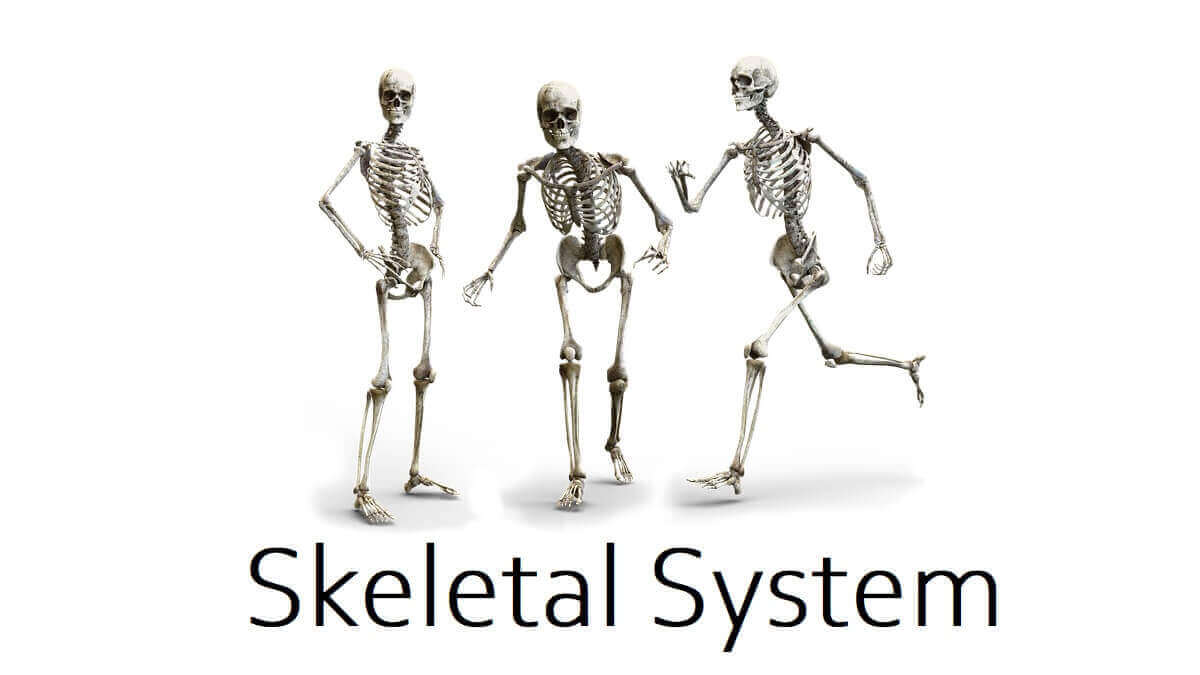Skeletal System: Definition, 4 Functions, Disorders, And Health Tips » 2026