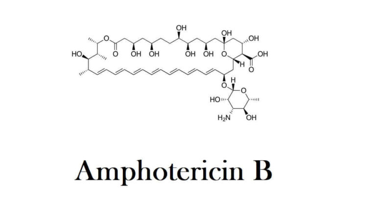 Amphotericin B: Indication, How It Work, Storage, Precautions, Usage ...