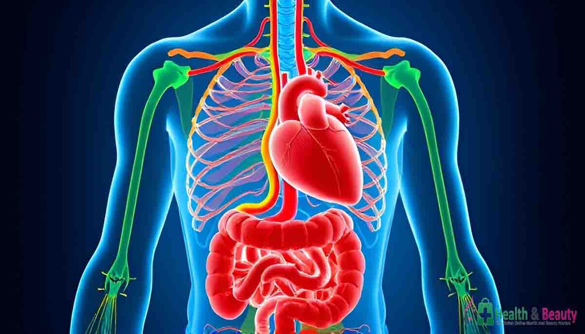 Parasympathetic Nervous System: Unlocking Your Body's Natural Calm